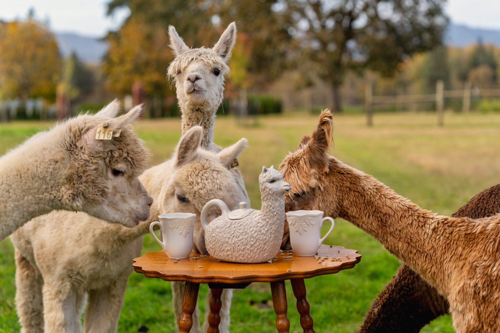 The "Original" Alpaca Picnic Experience - Paca Picnics