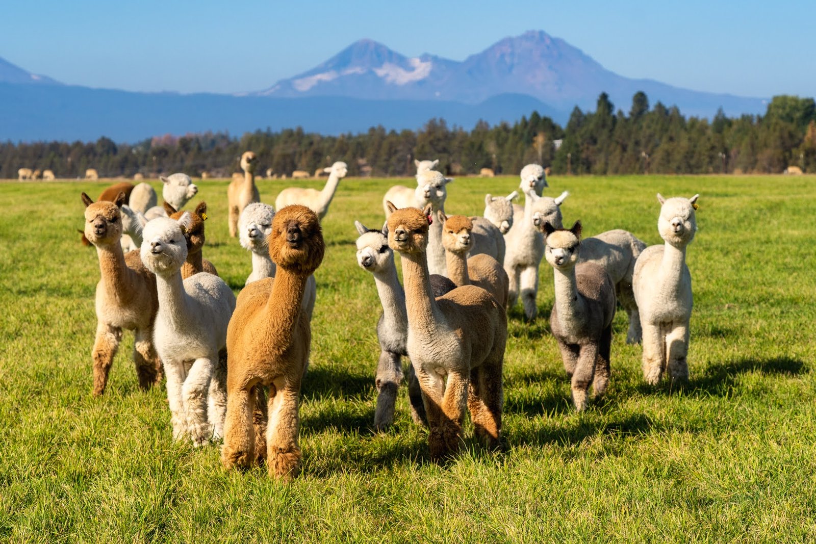 The "Original" Alpaca Picnic Experience - Paca Picnics