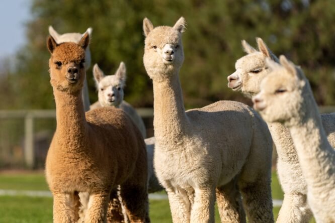 The "Original" Alpaca Picnic Experience - Paca Picnics